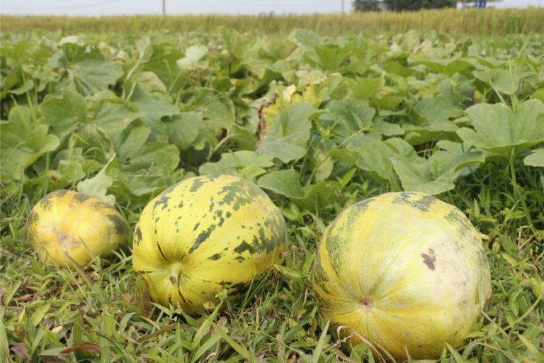 Dưa Gang: Đặc Điểm, Tác Dụng Và Cách Chọn Mua Dưa Ngon – bTaskee