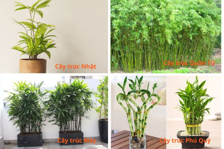 Cây Trúc: Đặc Điểm, Phân Loại, Cách Chăm Sóc. Cách Trồng – bTaskee