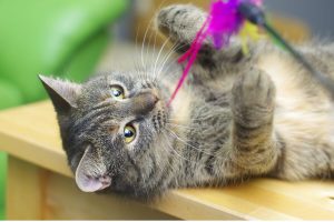 Mèo Mướp: Nguồn Gốc, Giá Bán Và Cách Chăm Sóc Chuẩn – bTaskee