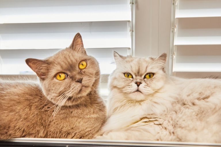 Mèo Anh Lông Dài: Nguồn Gốc, Giá Bán Và Cách Chăm Sóc – bTaskee