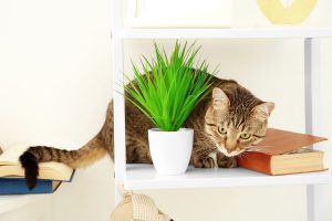 Mèo Mướp: Nguồn Gốc, Giá Bán Và Cách Chăm Sóc Chuẩn – bTaskee