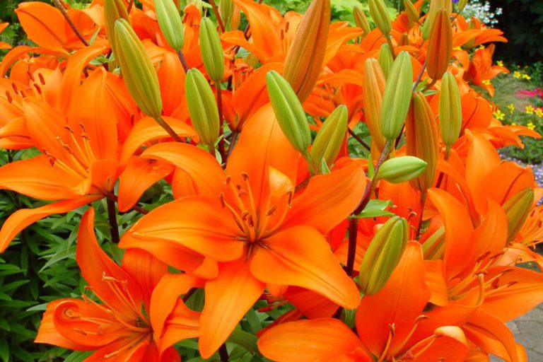 Hoa Ly: Đặc Điểm, Ý Nghĩa, Cách Trồng Và Cách Chăm Sóc – bTaskee