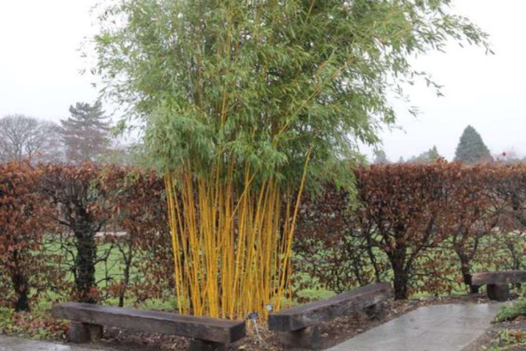 Cây Tre: Đặc Điểm, Ý Nghĩa, Cách Trồng Và Cách Chăm Sóc – bTaskee