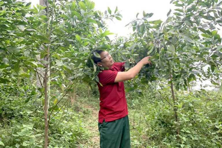 Cây Keo: Nguồn Gốc, Đặc Điểm, Công Dụng Và Cách Trồng – bTaskee