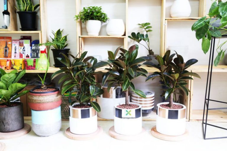 Cây Đa: Nguồn Gốc, Đặc Điểm, Cách Trồng Và Chăm Sóc – bTaskee