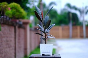 Cây Đa: Nguồn Gốc, Đặc Điểm, Cách Trồng Và Chăm Sóc – bTaskee