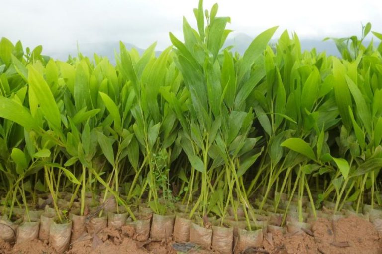 Cây Keo: Nguồn Gốc, Đặc Điểm, Công Dụng Và Cách Trồng – bTaskee