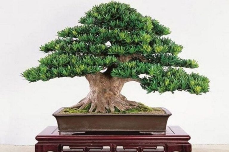 Cây Tùng La Hán: Đặc Điểm, Ý Nghĩa Và Cách Trồng – bTaskee