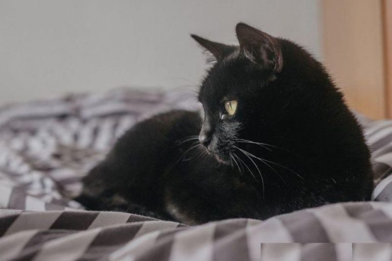 Cẩm Nang Chi Tiết Về Mèo Đen (Mèo Mun) Và Những Bí Ẩn – bTaskee