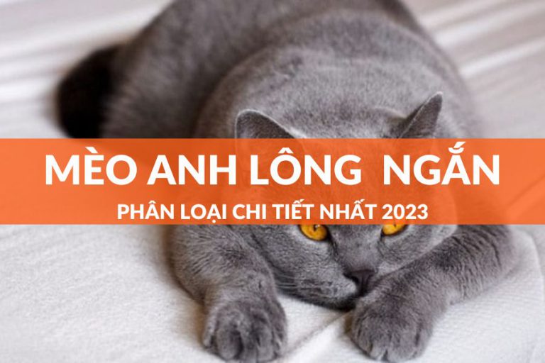 Cách Phân Biệt Các Loại Mèo Anh Lông Ngắn Chi Tiết Nhất – bTaskee