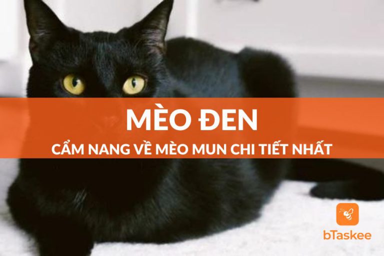 Cẩm Nang Chi Tiết Về Mèo Đen (Mèo Mun) Và Những Bí Ẩn – bTaskee