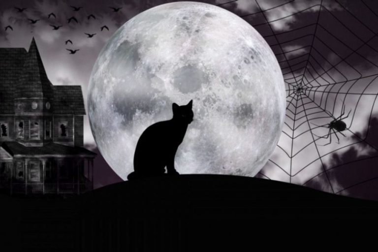 Cẩm Nang Chi Tiết Về Mèo Đen (Mèo Mun) Và Những Bí Ẩn – bTaskee