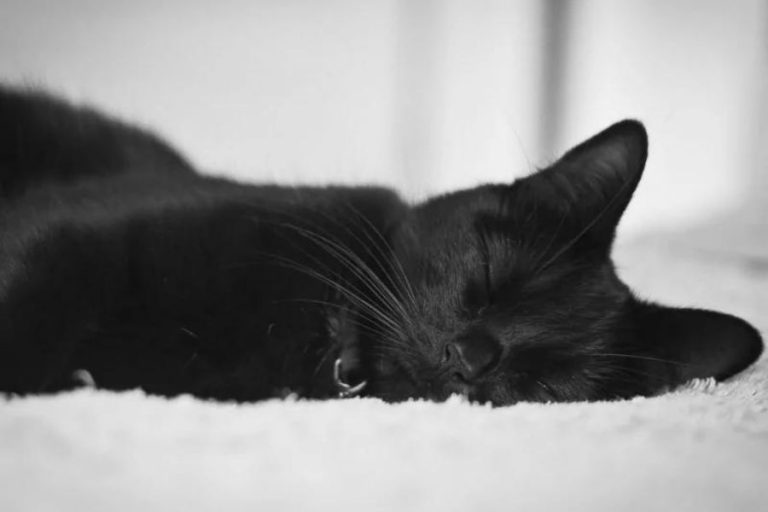 Cẩm Nang Chi Tiết Về Mèo Đen (Mèo Mun) Và Những Bí Ẩn – bTaskee