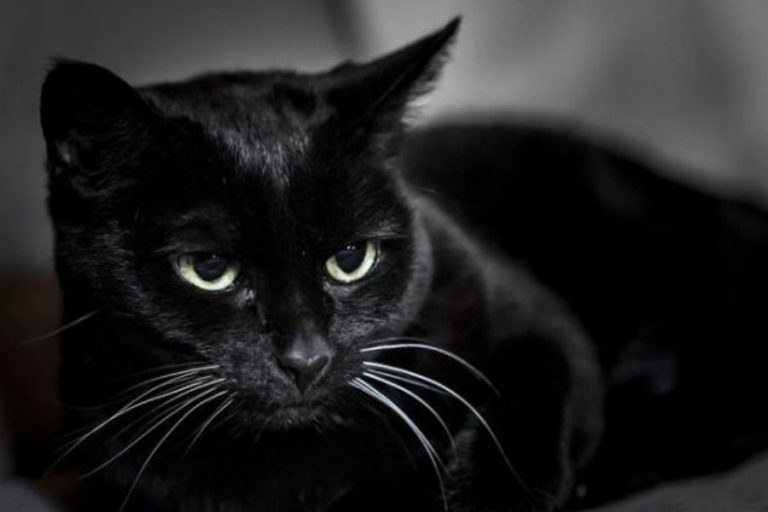 Cẩm Nang Chi Tiết Về Mèo Đen (Mèo Mun) Và Những Bí Ẩn – bTaskee