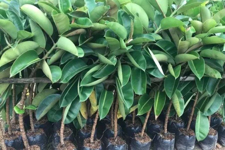 Cây Đa: Nguồn Gốc, Đặc Điểm, Cách Trồng Và Chăm Sóc – bTaskee