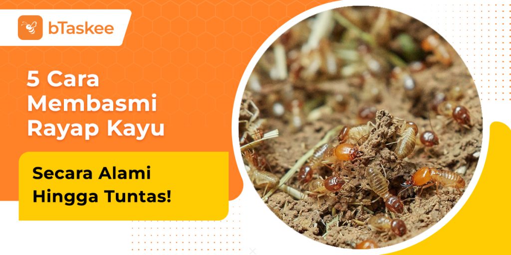 5 Cara Membasmi Rayap Kayu Secara Alami, 100% Aman! – bTaskee