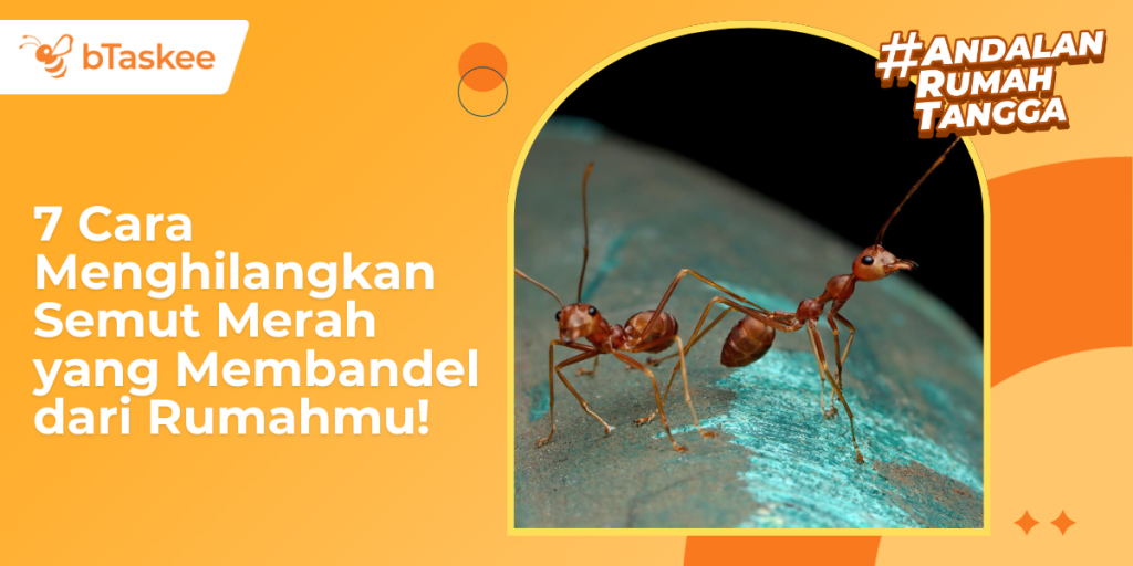 7 Cara Menghilangkan Semut Merah yang Membandel dari Rumahmu! – bTaskee