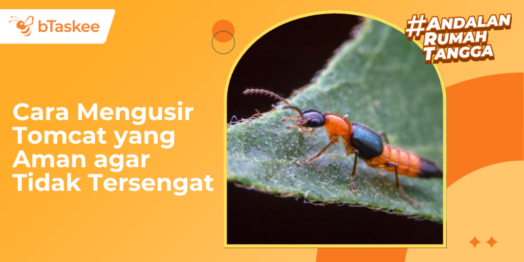 Cara Mengusir Tomcat yang Aman agar Tidak Tersengat – bTaskee