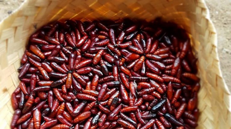 9 Jenis Ulat yang Sering Muncul di Sekitar Rumah & Cara Menghindarinya